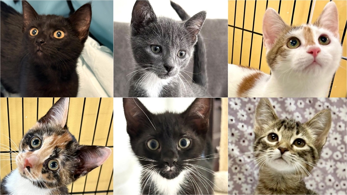 Pawmetto Lifeline to host “Kitten 911” adoption event | wltx.com