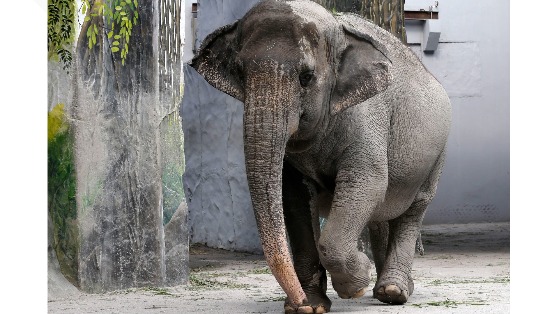 "World's saddest elephant" has died | wltx.com