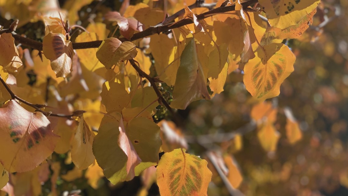 Get rid of your Bradford pear, get a new tree in its place | wltx.com