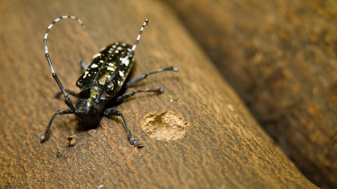 Asian Longhorned beetles spotted in South Carolina | wltx.com