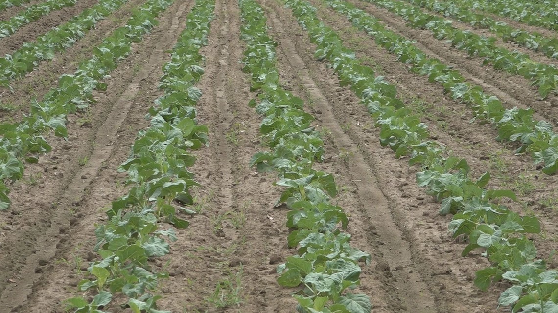Watermelon Crop fails for second year at Bradford Farms | wltx.com