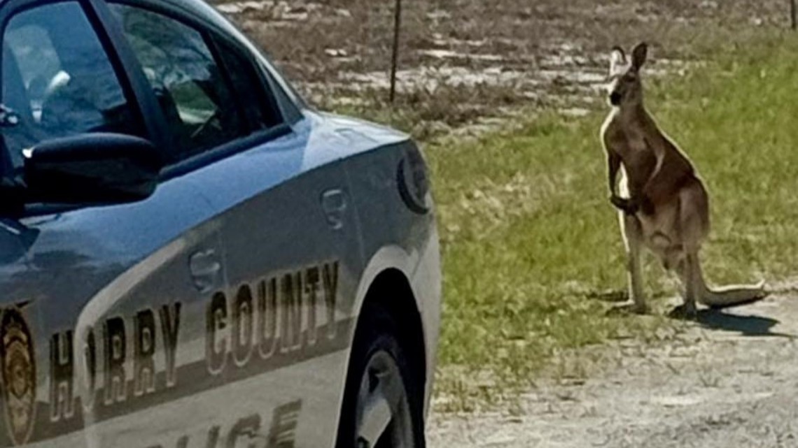 Kangaroo captured in Horry County on Saturday after escaping home ...