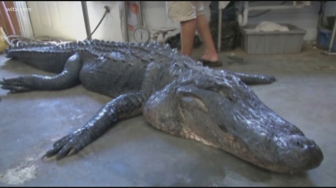 Last day to apply to get an alligator hunting tag | wltx.com