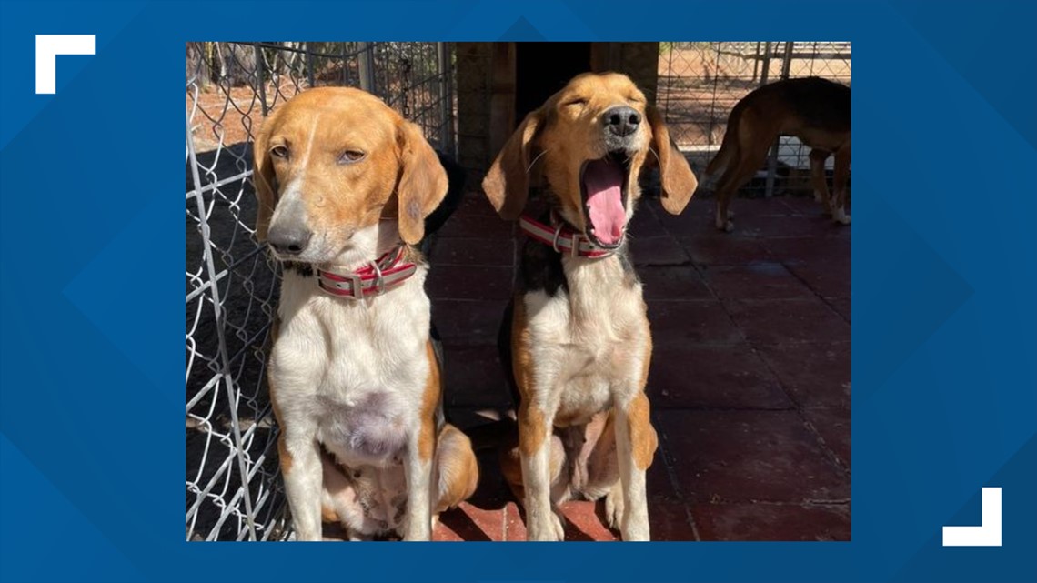 A look at South Carolina hunting dog protection laws | wltx.com