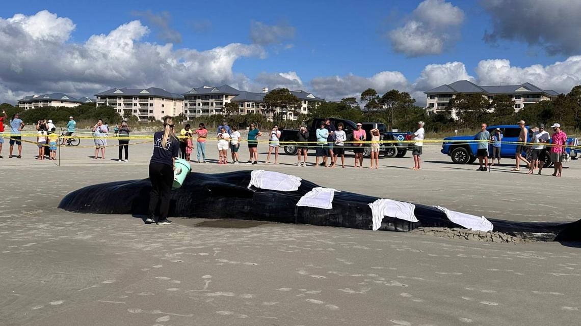 Sperm whale beached on Hilton Head Island on Sunday to be euthanized | wltx.com