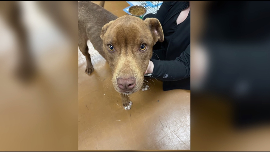 Spot and report animal abuse signs for their protection | wltx.com