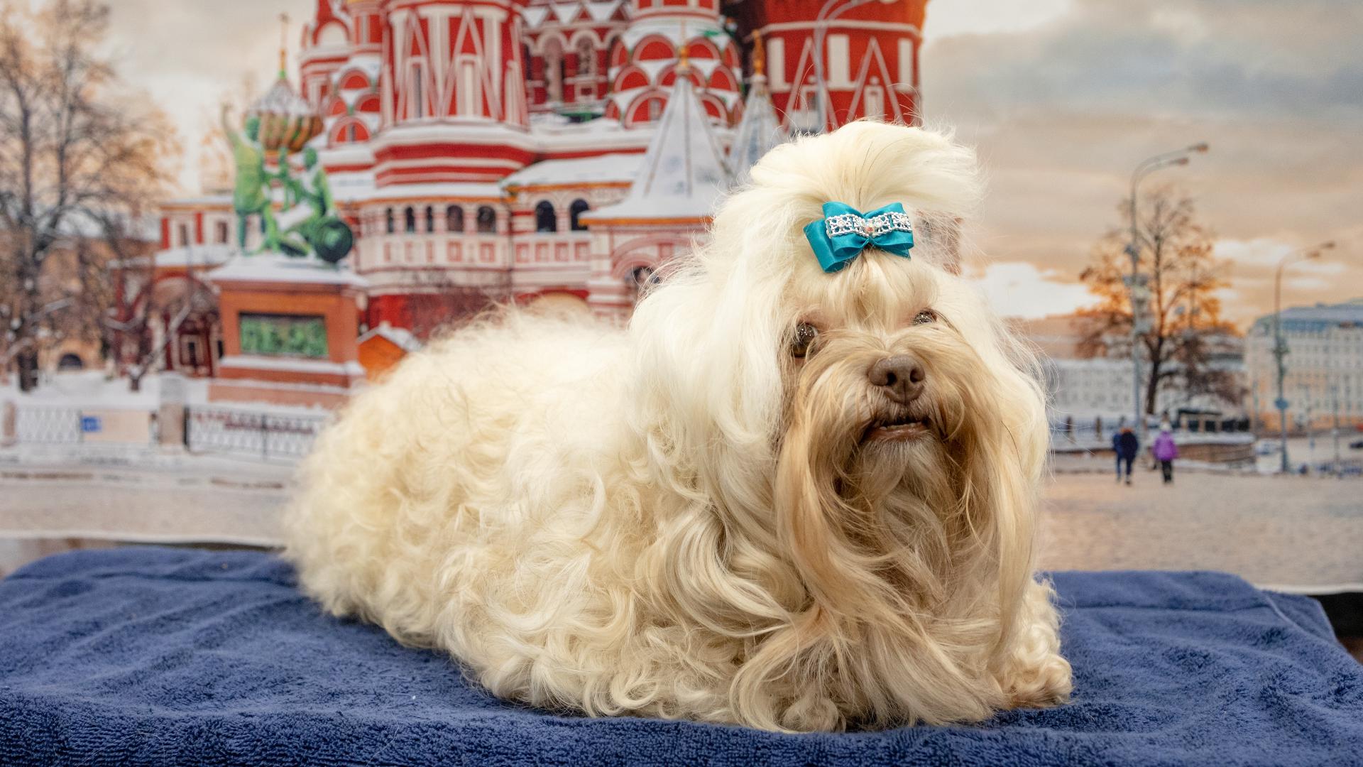 Unleash the hounds! And terriers and lapdogs. The American Kennel Club ...