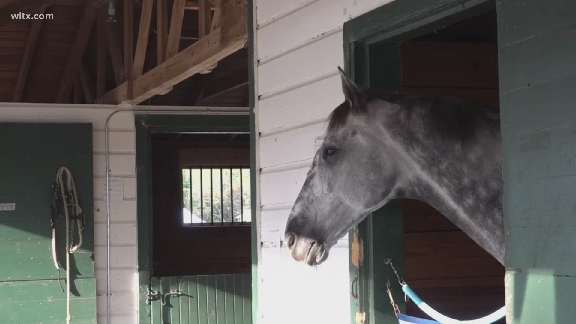 Trainers and caretakers prepare elite horses for Colonial Cup | wltx.com