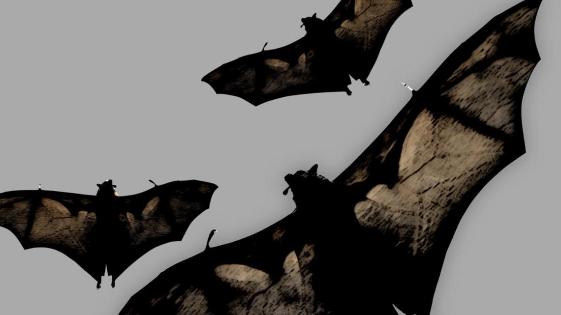 Manning High bat situation leads to elearning | wltx.com
