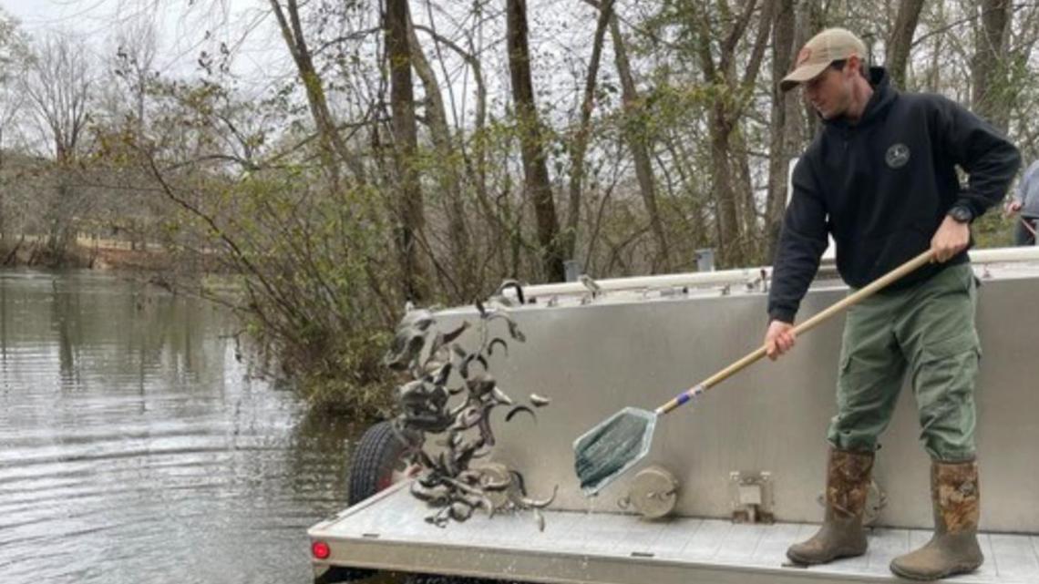 South Carolina stocks trout in Lower Saluda River for fishing and ...