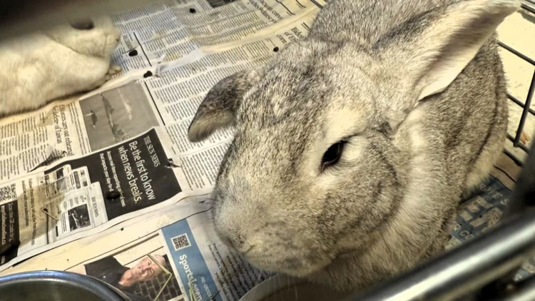 Alexandra Stadelmann charged after 150 animals found near Conway Friday ...