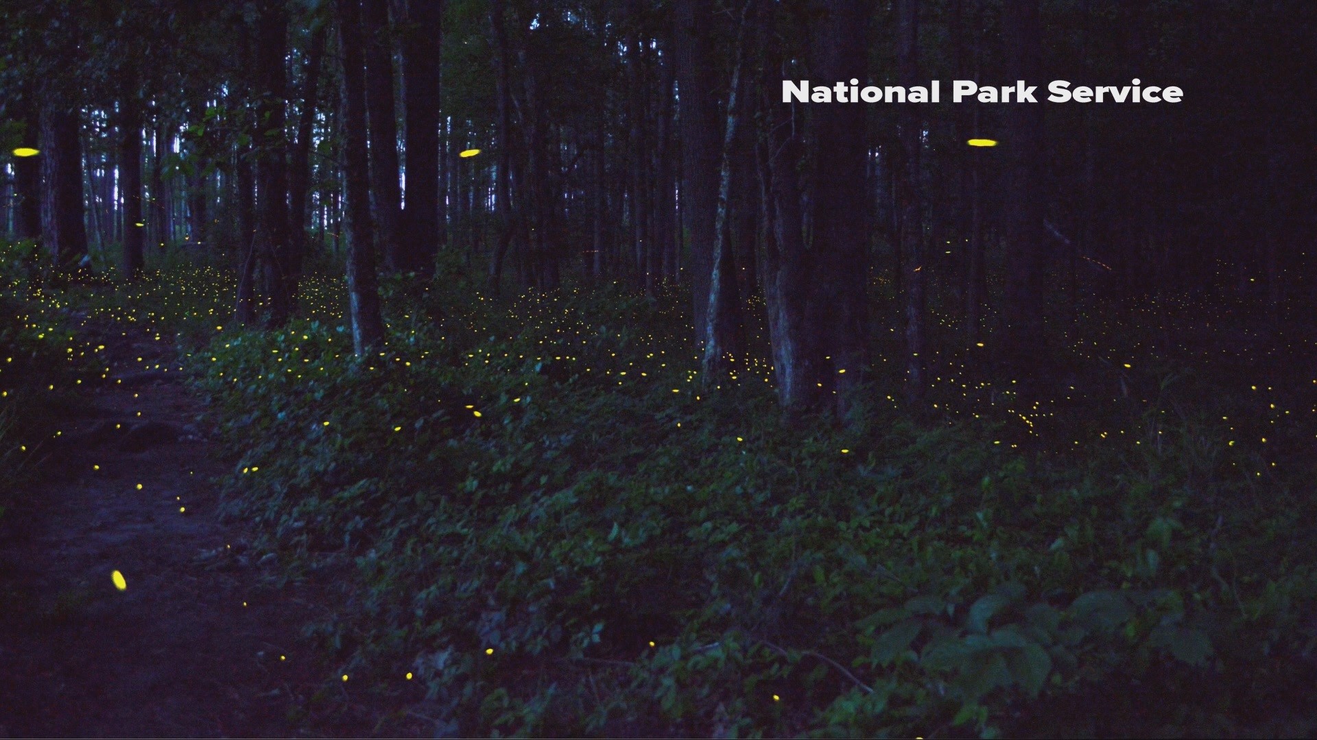 Synchronous Fireflies light up the sky in Congaree National Park | wltx.com