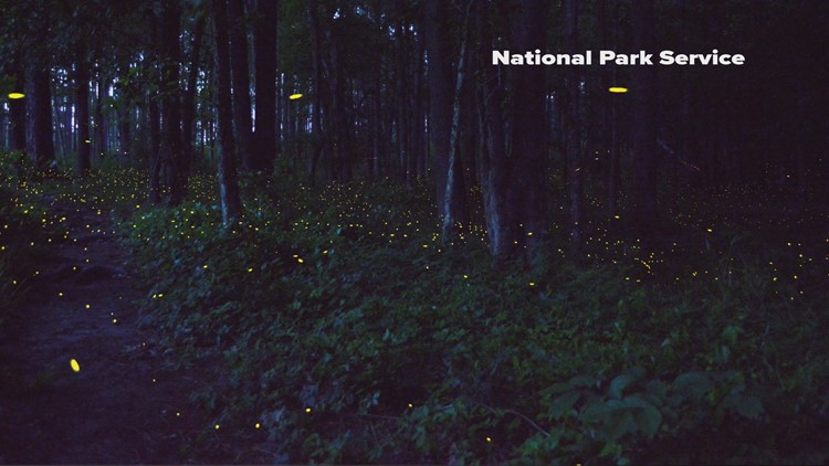 Synchronous Fireflies light up the sky in Congaree National Park | wltx.com