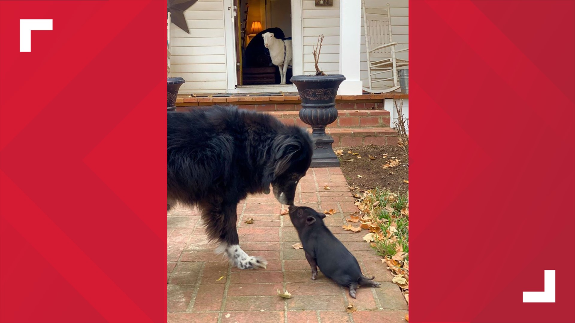 Volunteers fly deformed baby pig to animal hospital for help | wltx.com