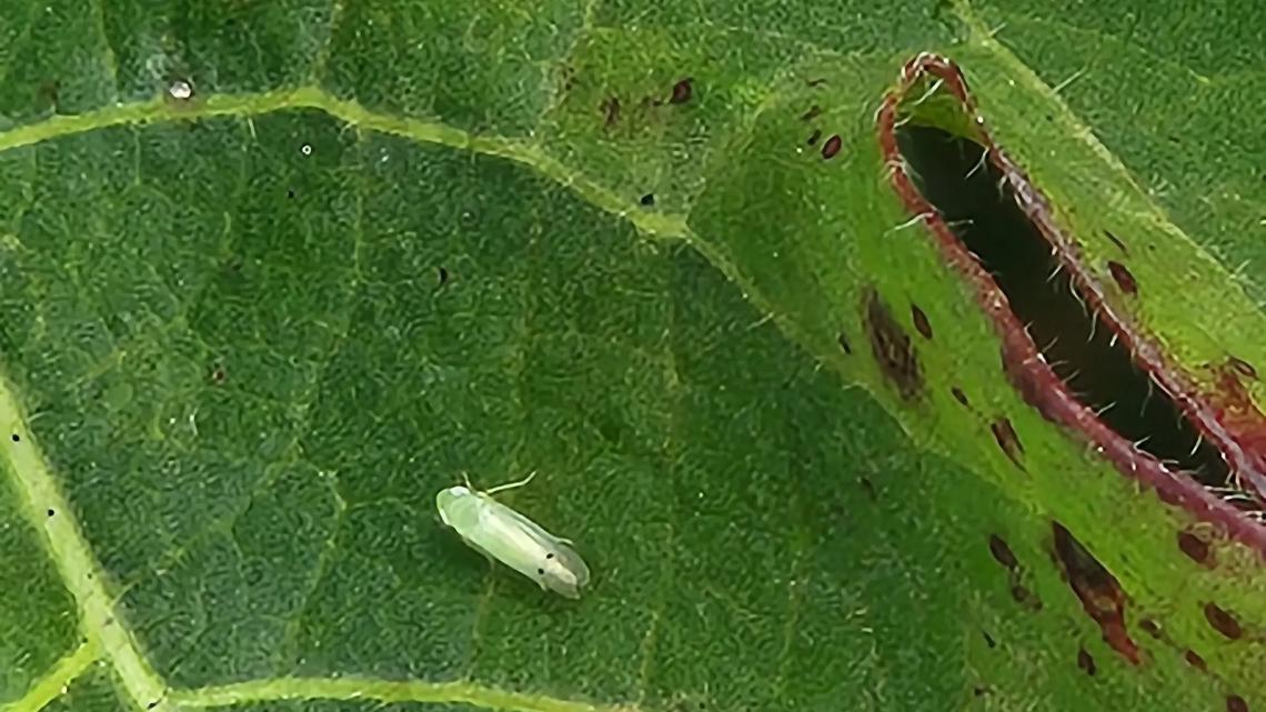 What insect is damaging South Carolina okra crops in 2025? | wltx.com