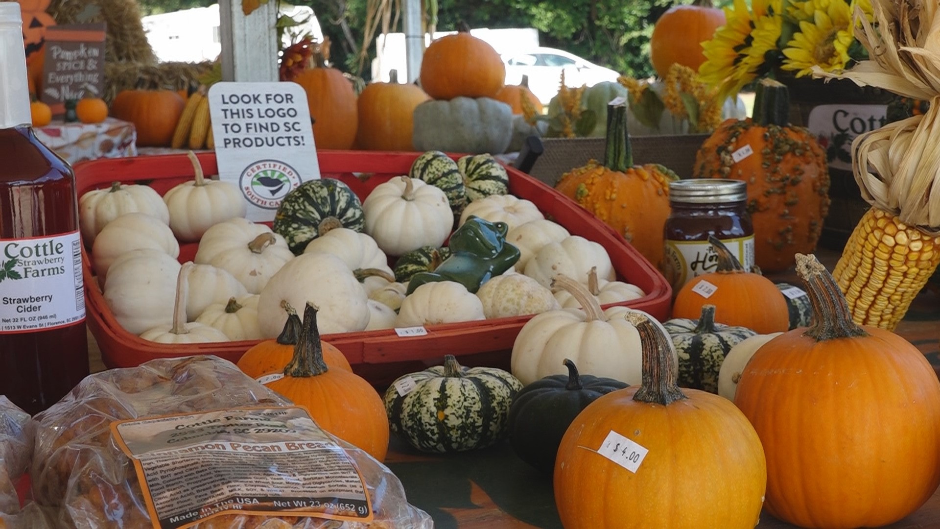 Cottle Strawberry Farm growing pumpkins for picking near Columbia ...