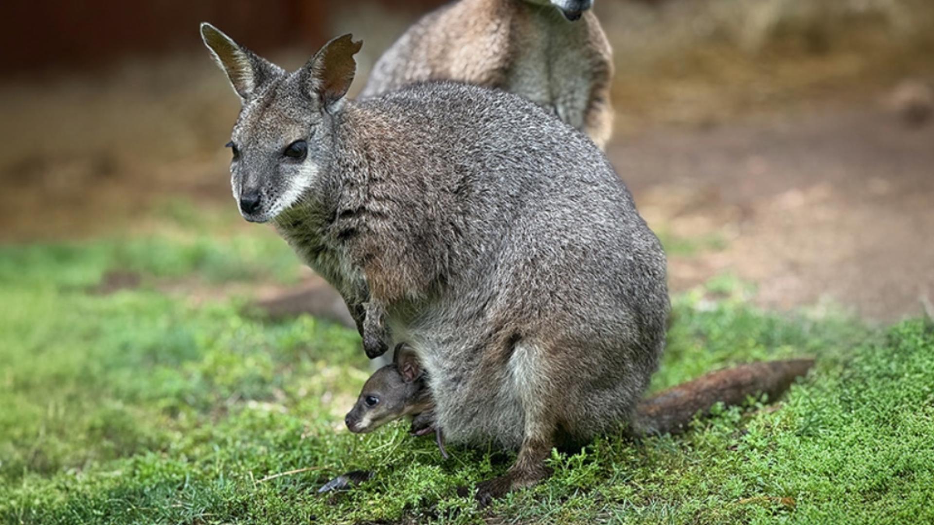 Help Riverbanks Zoo name its Tammar wallaby joey | wltx.com