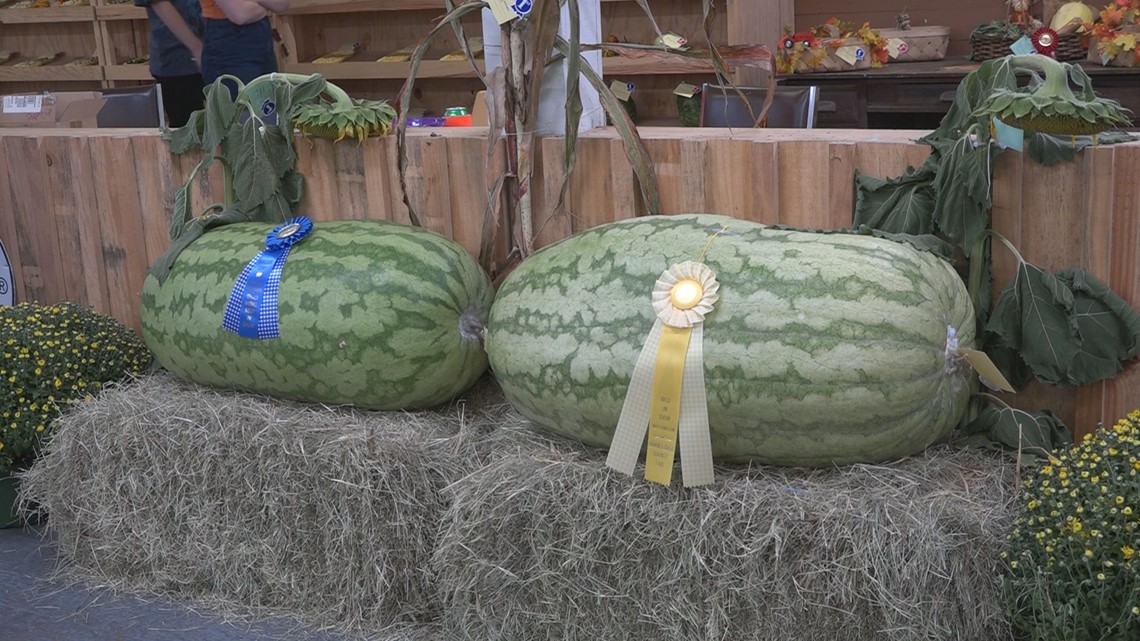 199-pound watermelon wins first place at the fair in Orangeburg | wltx.com