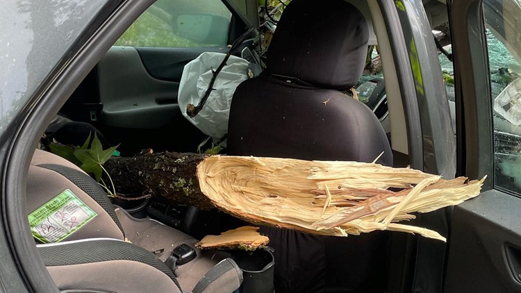Tree falls on car in Forest Acres, narrowly missing mother, baby | wltx.com
