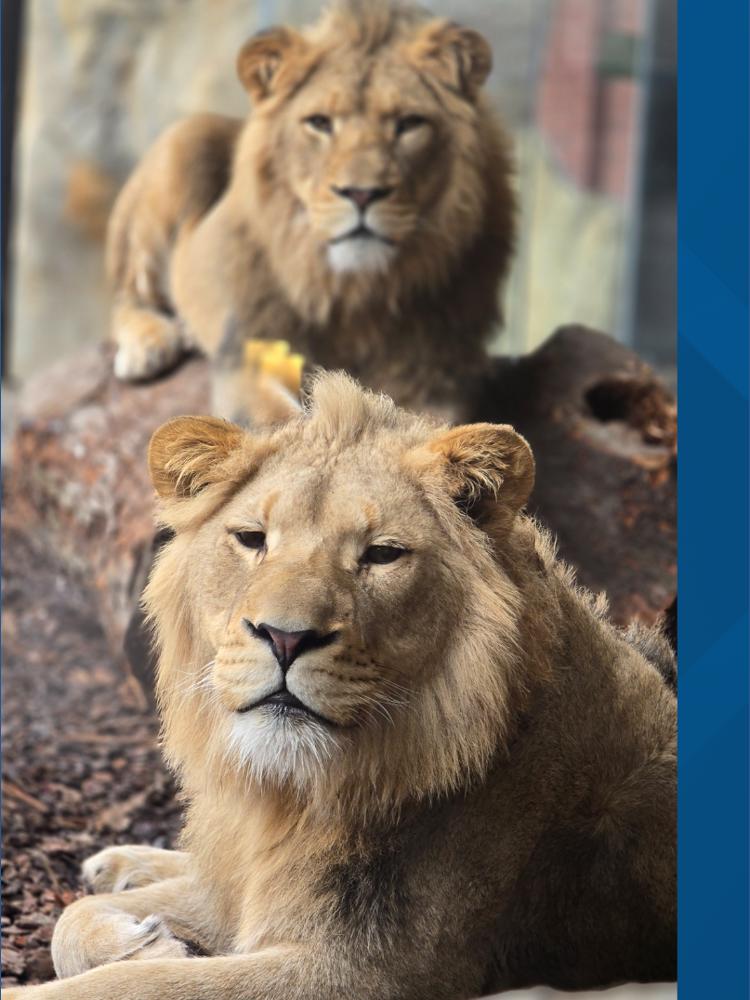 We're not lying, a pair of lions are heading to Riverbanks Zoo | wltx.com