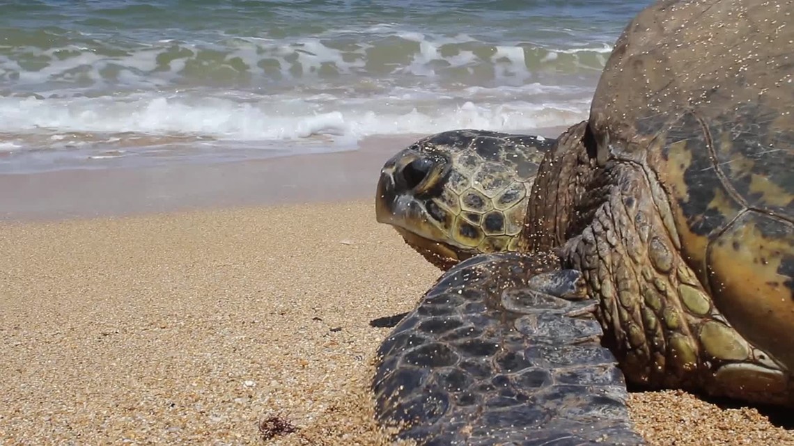 Officials: 8 kids, 1 adult die after eating sea turtle | wltx.com