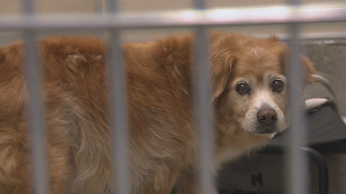 Columbia animal shelter limits intake due to virus | wltx.com