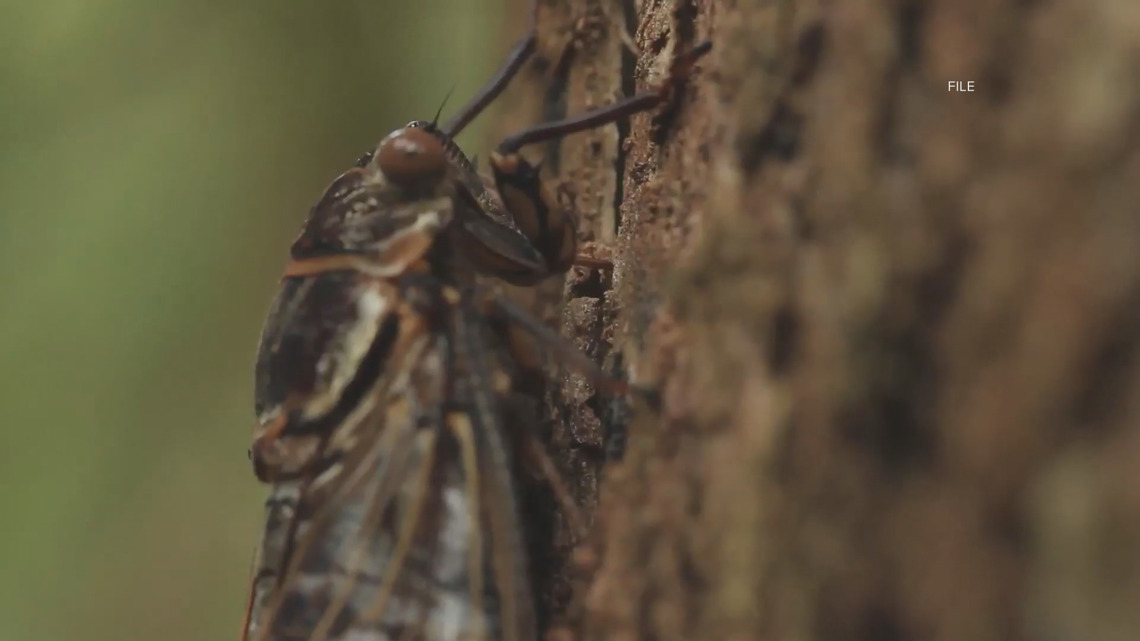 SC experts weigh in: Are cicadas safe to eat? | wltx.com