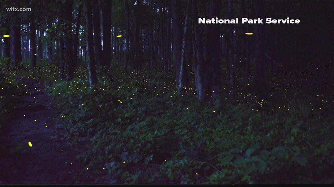 Synchronized Firefly Viewing at Congaree set for May 16-25 | wltx.com