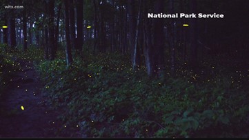 Synchronized Firefly Viewing at Congaree set for May 16-25 | wltx.com