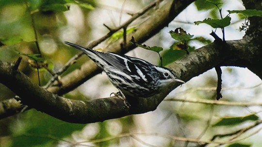 It's migratory bird month in South Carolina | wltx.com