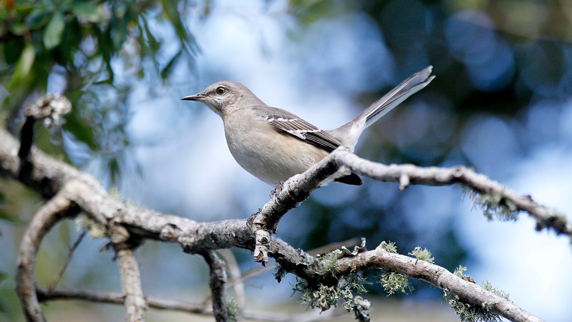 Global Big Day bird count is Saturday, May 14 | wltx.com
