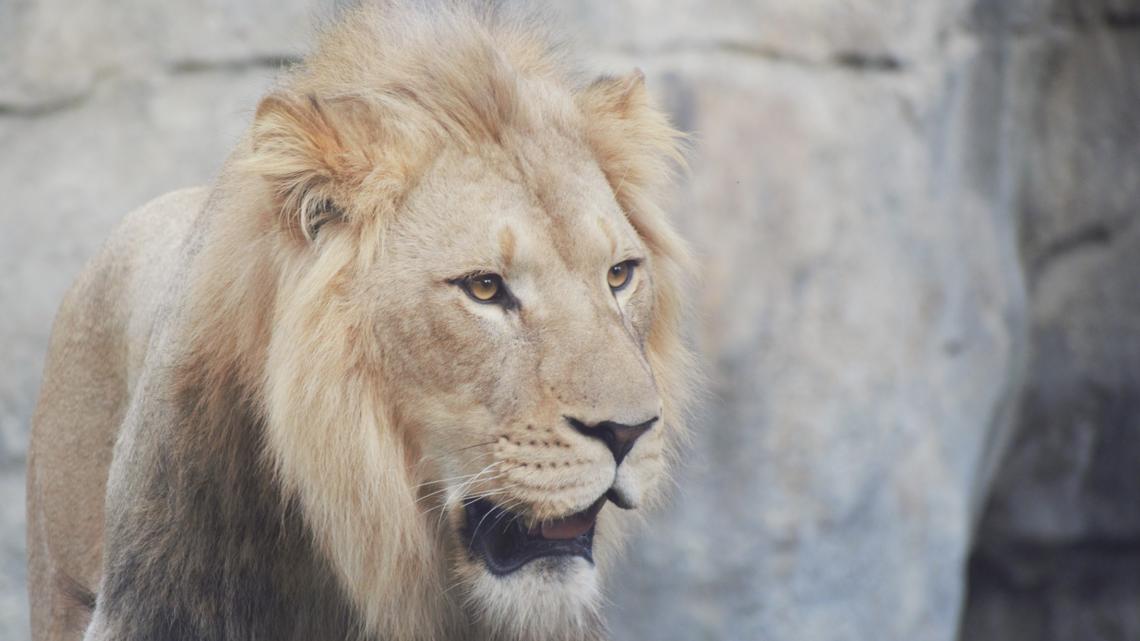 We're not lying, a pair of lions are heading to Riverbanks Zoo | wltx.com