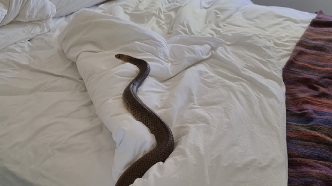 Reptile catcher finds 6-foot-long, highly venomous snake in bed | wltx.com