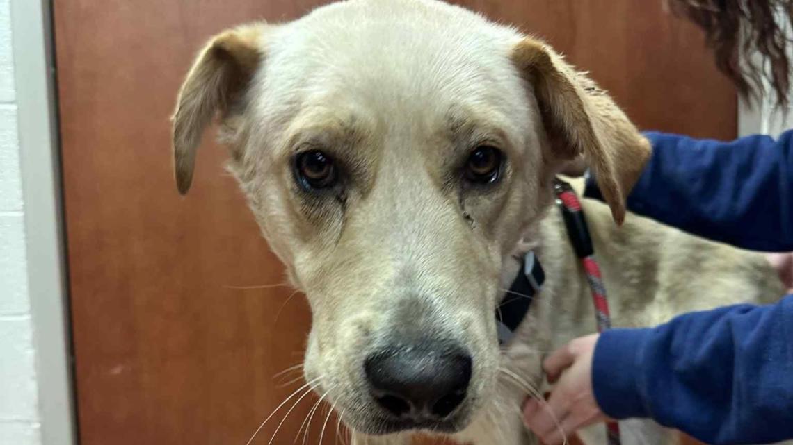 Injured dog Milo on path to recovery after rescue from cruel conditions ...