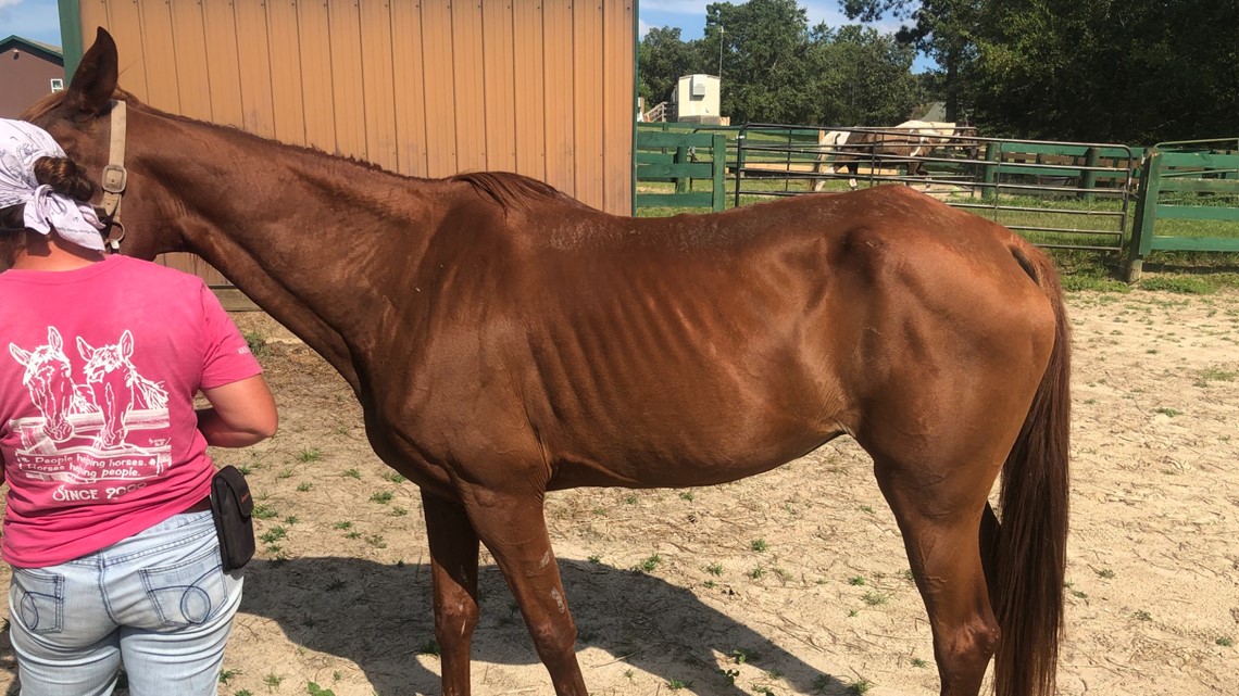 Nicholas Dwayne Blocker charged with ill treatment of 4 horses | wltx.com