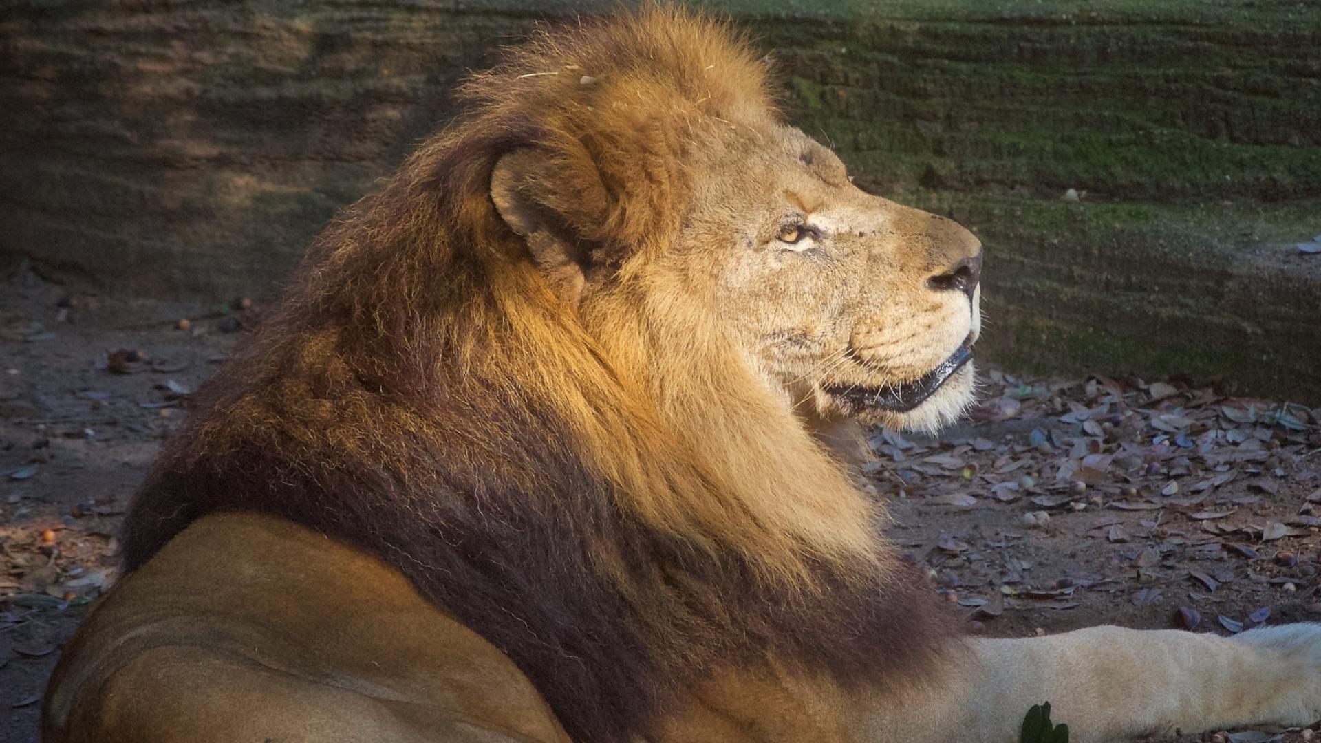 Beloved lion Zuri dies at Riverbanks Zoo | wltx.com