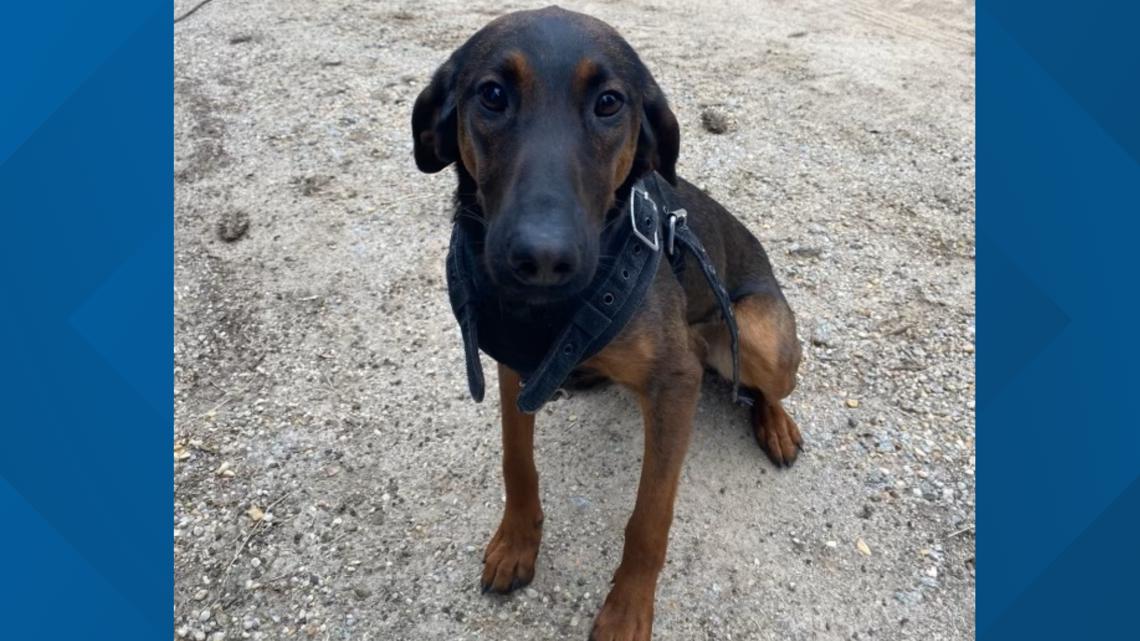 Lee County to hold K-9 Mikka memorial after line-of-duty death | wltx.com