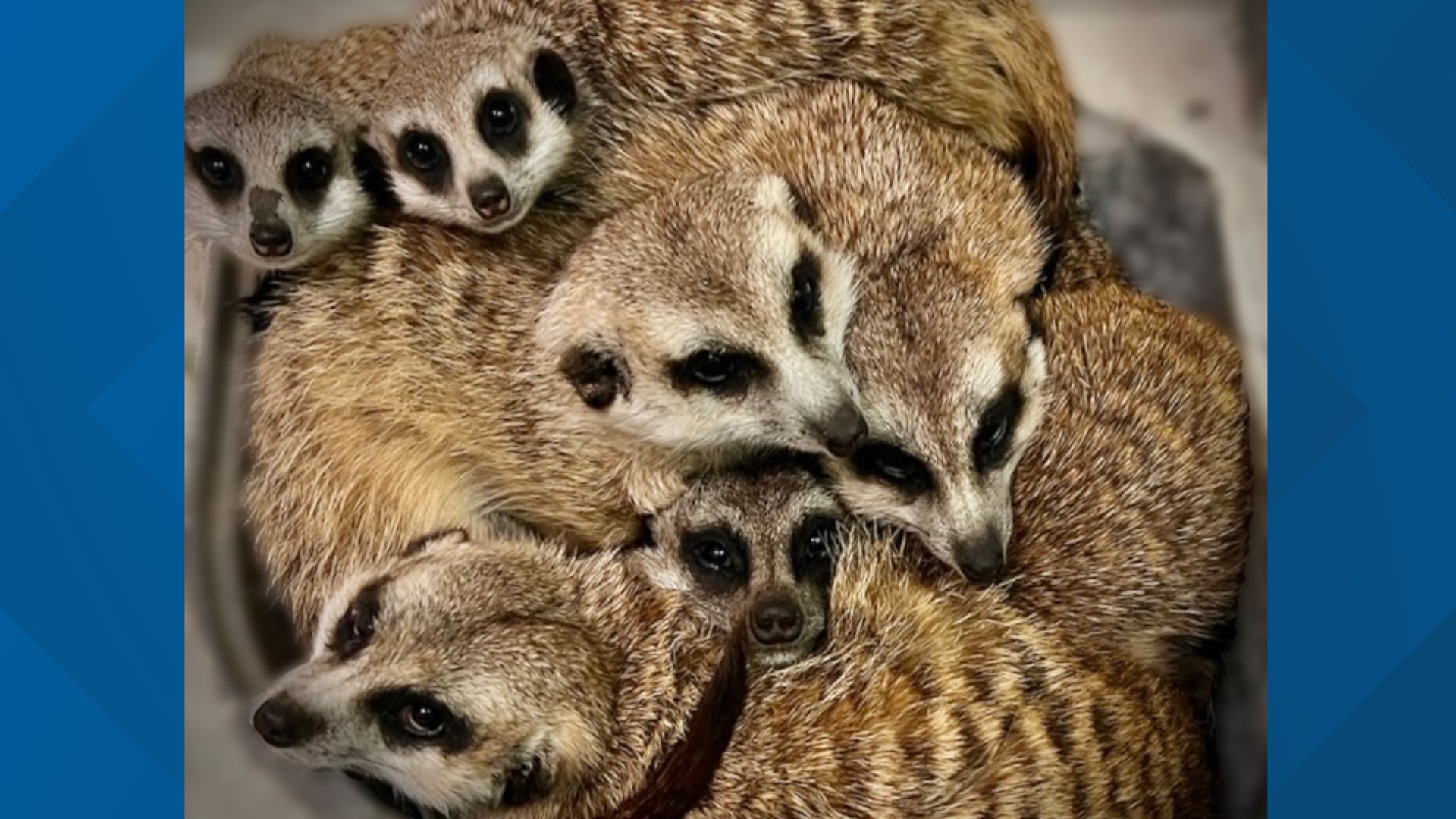 Riverbanks' matriarch meerkat Lily in hospital with family in tow ...