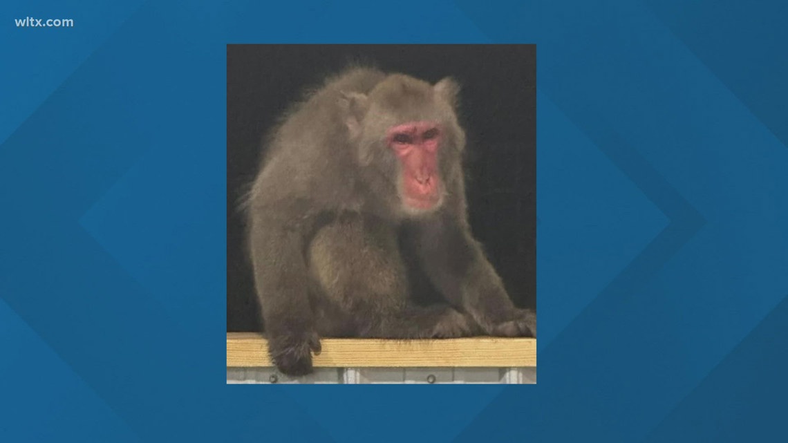 Missing monkey in South Carolina captured and is back with owner | wltx.com