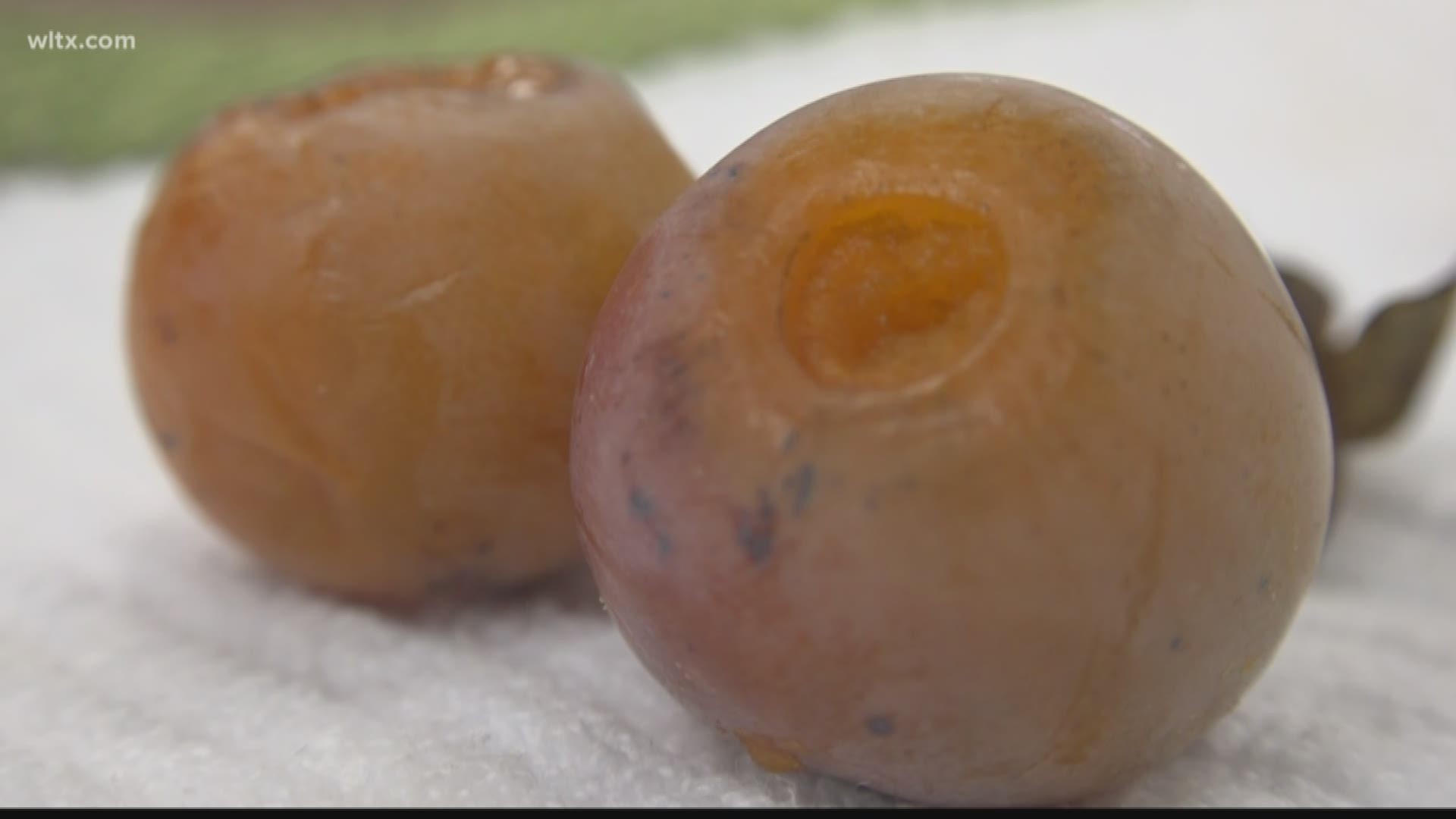 Forklore: Persimmon Fruit Forecast The Weather | wltx.com