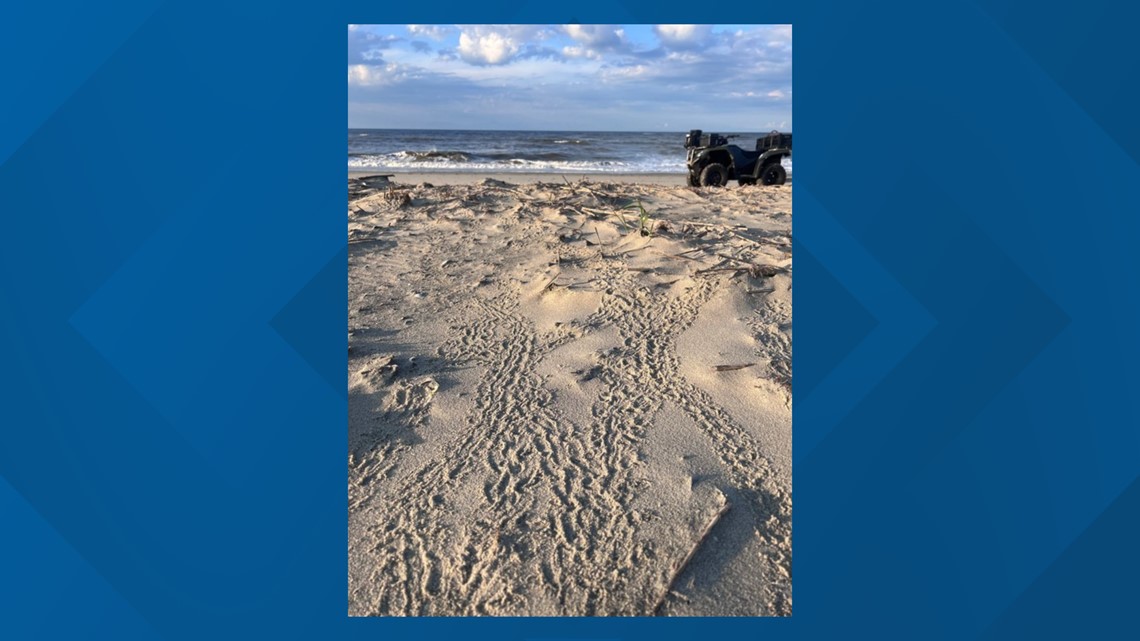 Sea turtle hatchlings emerge on South Carolina beaches | wltx.com