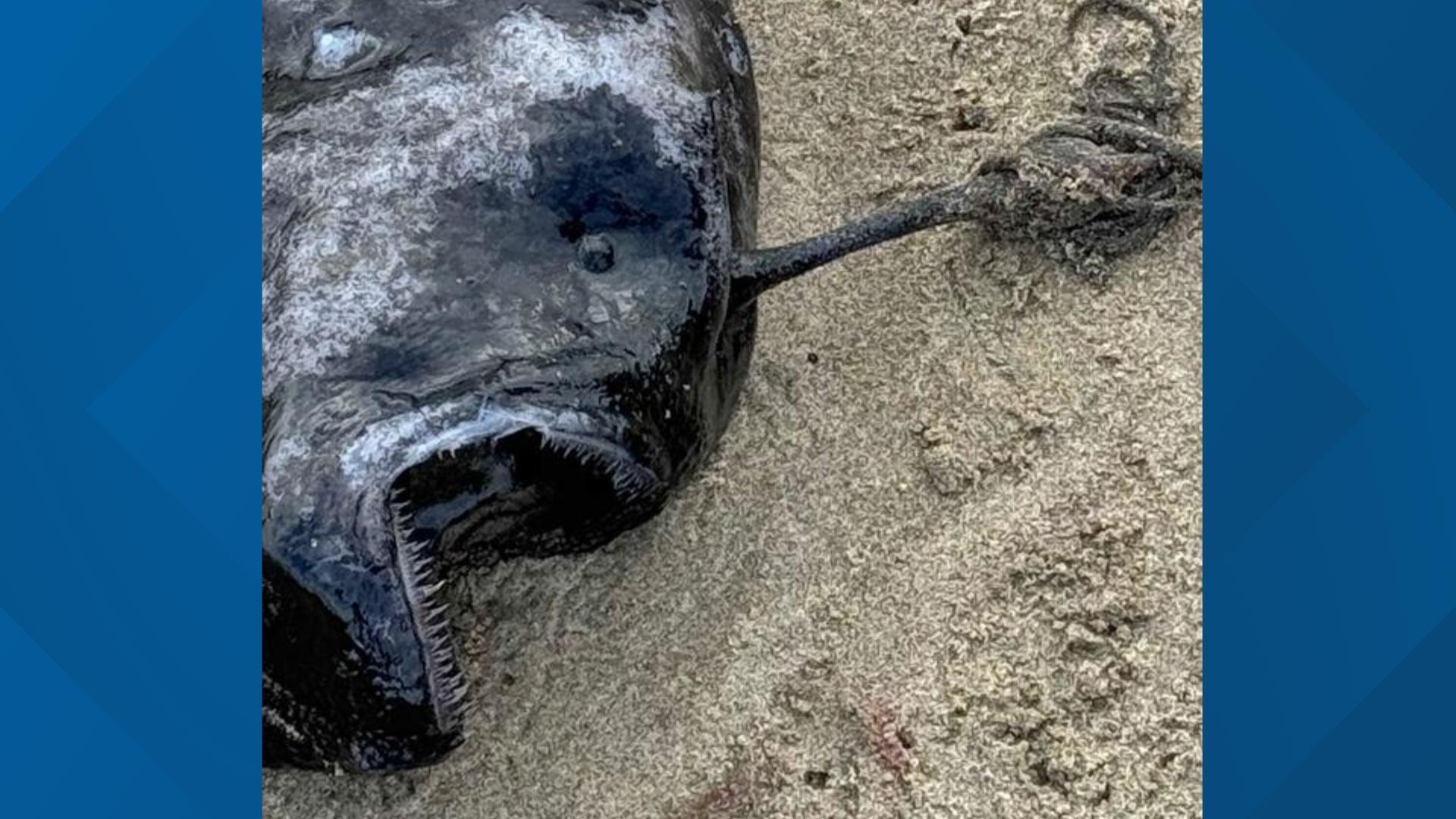 Rare sighting of 'unusually fascinating' deep-sea fish in Oregon | wltx.com