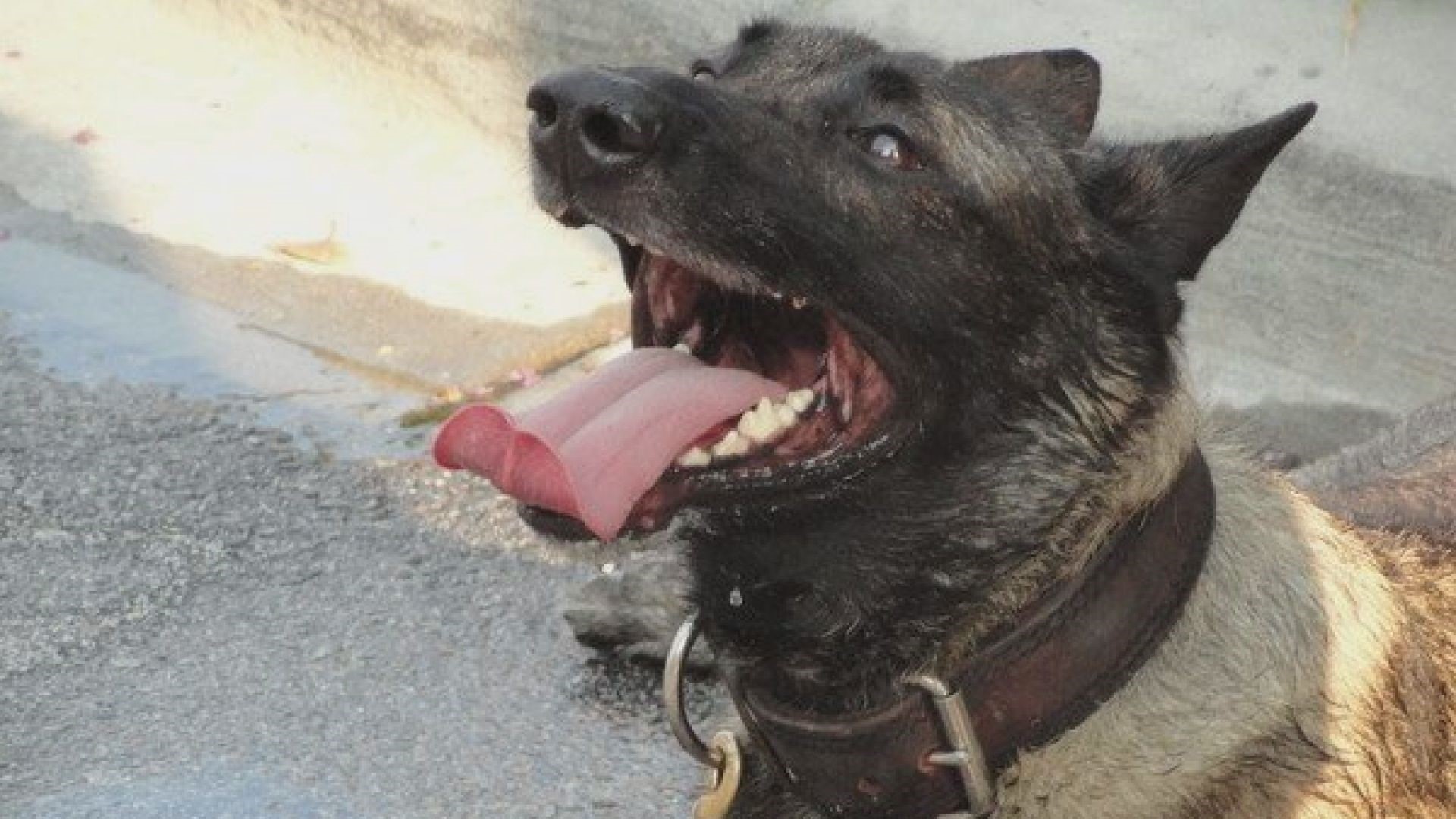 Guardians of the Night K9 5K returns Saturday, July 30 | wltx.com