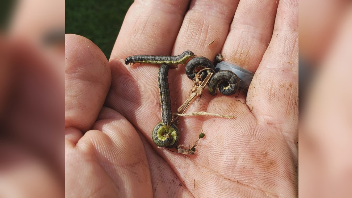 Armyworms wreak havoc in South Carolina yards | wltx.com