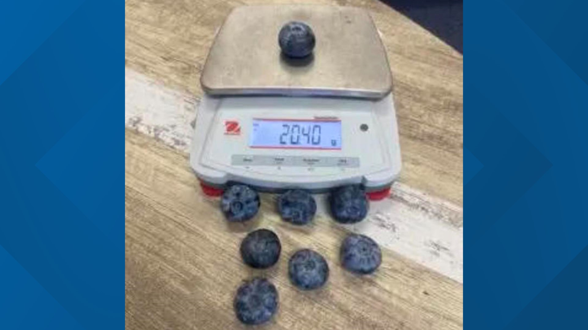 See the "behemoth blueberry" named the world's heaviest | wltx.com