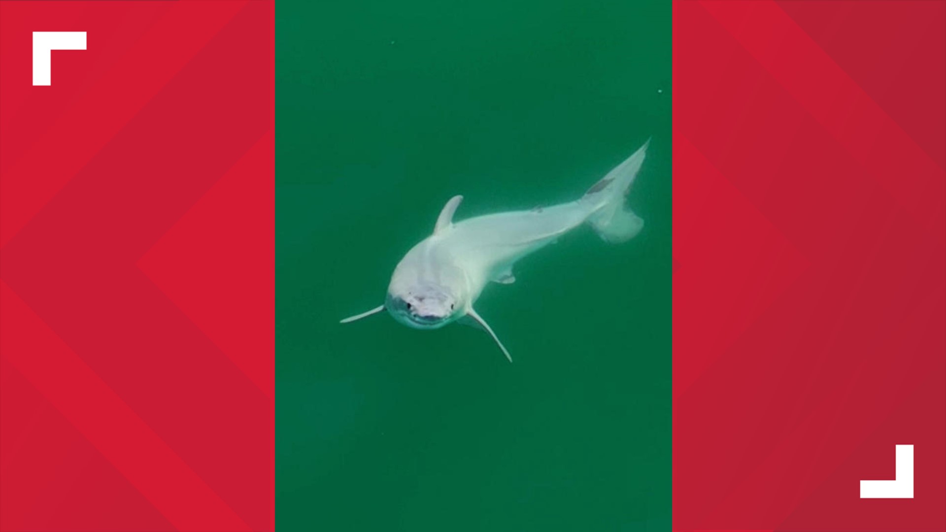 Study: Live newborn great white shark seen for first time ever | wltx.com