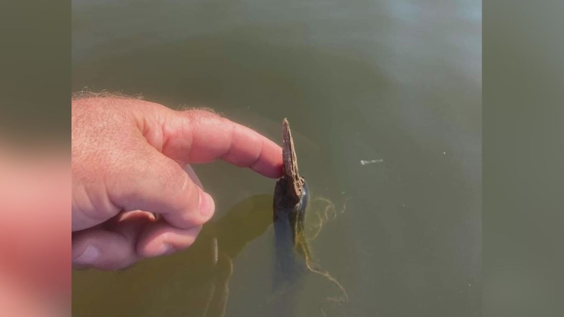 Sharp tree stumps becoming a concern on Lake Wateree | wltx.com
