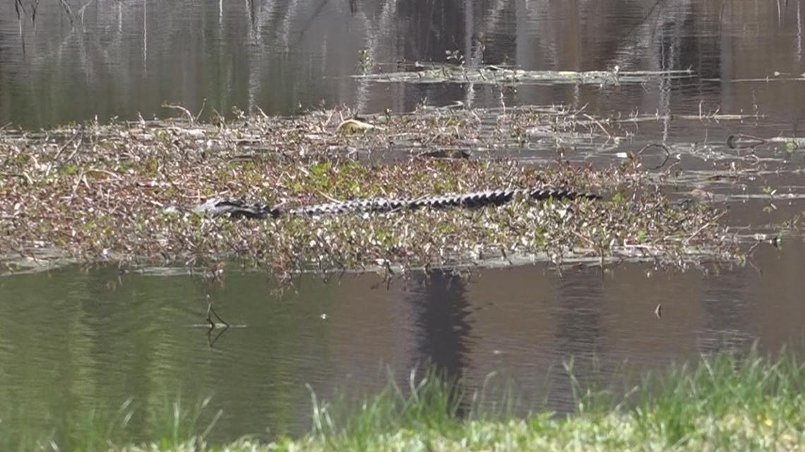 Alligator making a splash in a South Carolina neighborhood | wltx.com