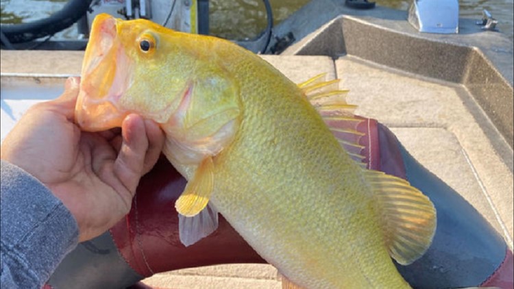 Extremely rare golden largemouth bass caught in Virginia river | wltx.com
