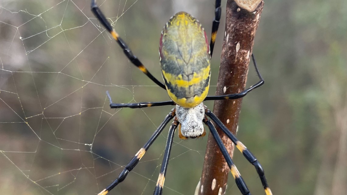 Here's how you can get involved in Joro spider research | wltx.com